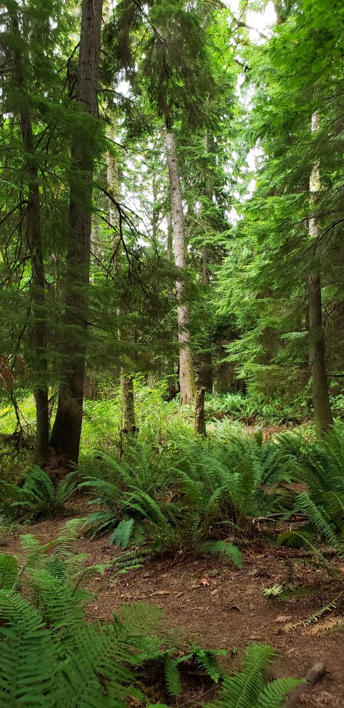 360 Trails, Purdy WA – The Ramblings of MTBBill