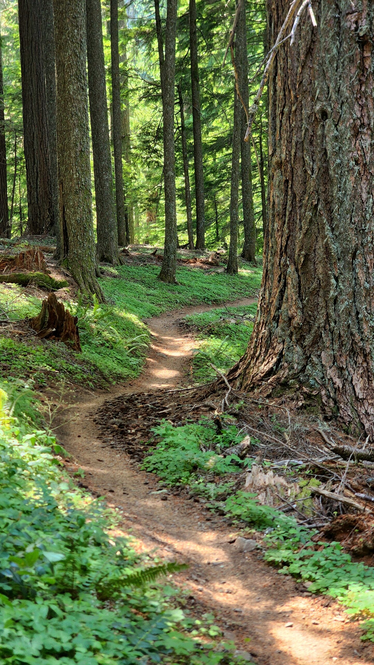 The Alpine Trail – Video – The Ramblings of MTBBill